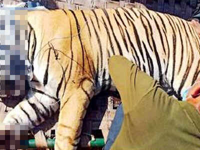 Picture of tiger stuck with wire snare surfaces, red alert in Rajasthan ...