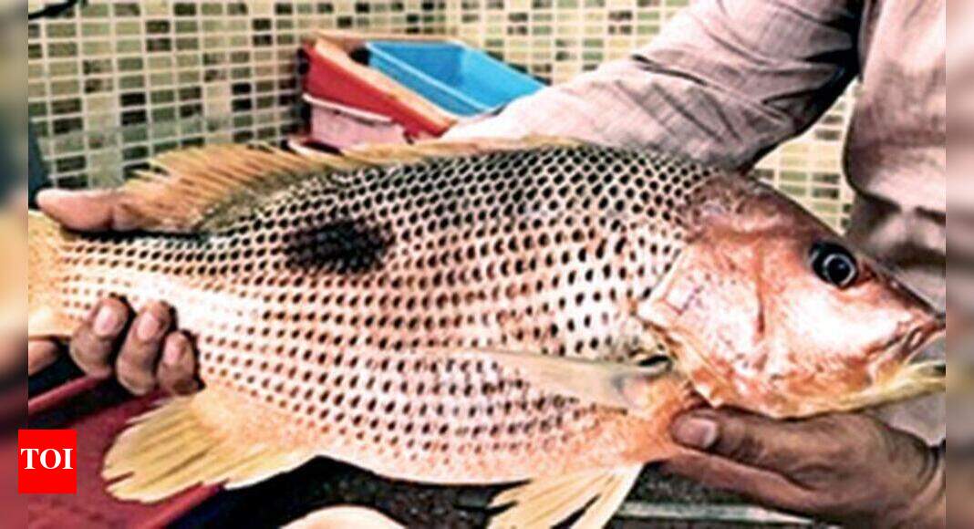 CMFRI Vizag achieves country’s 1st consistent snapper seed production ...
