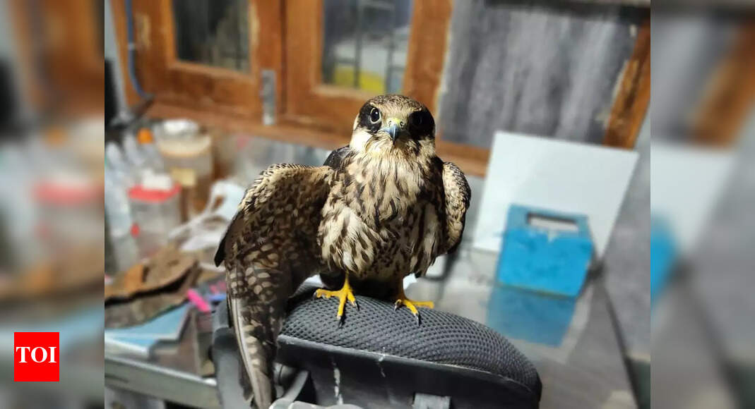 Eurasian Hobby, found with cut wing, released in Okhla | Noida News ...