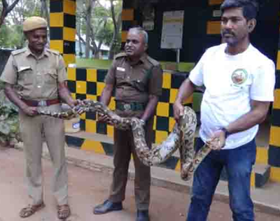 Python rescued from residential area in Coimbatore | Coimbatore News ...