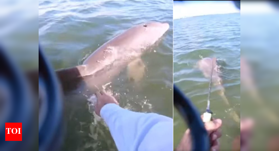 Watch: A trapped dolphin rescued minutes away from dying in the sea ...