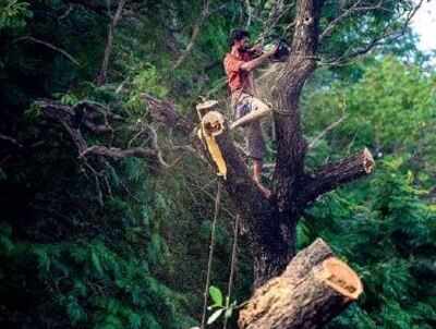 Chennai: Move to transplant 35 exotic trees from OMR draws flak ...