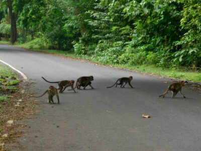 Maharashtra: Two monkeys found buried in Thane; post-mortem awaited ...