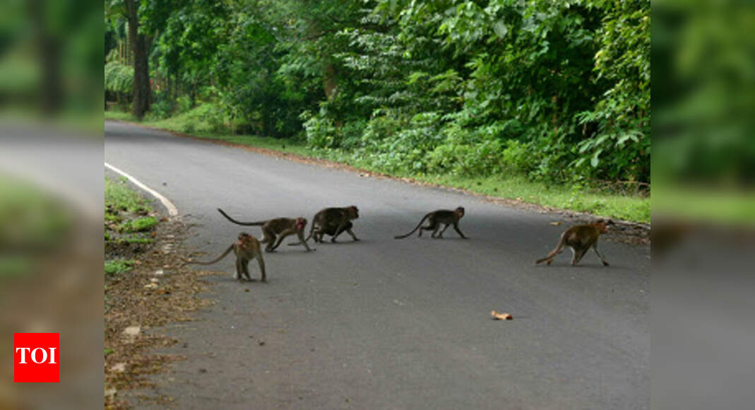 Maharashtra: Two monkeys found buried in Thane; post-mortem awaited ...