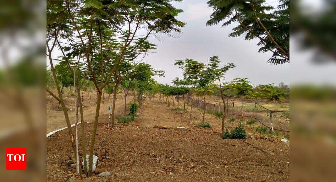 MSETCL to fell compensatory trees planted by Metro | Nagpur News ...