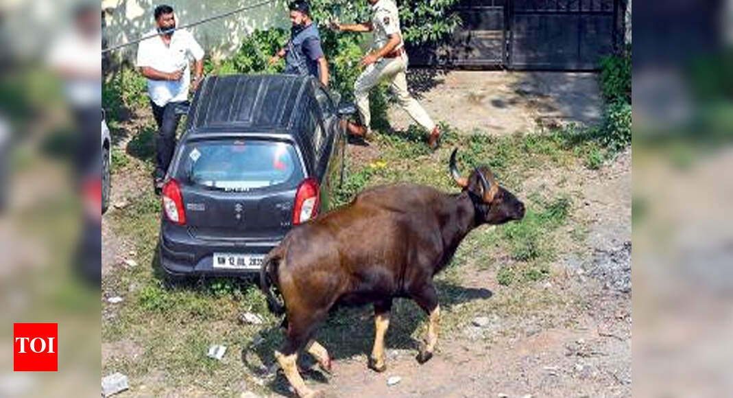 Gaur enters Pune's Kothrud, dies after run & capture amid crowding ...