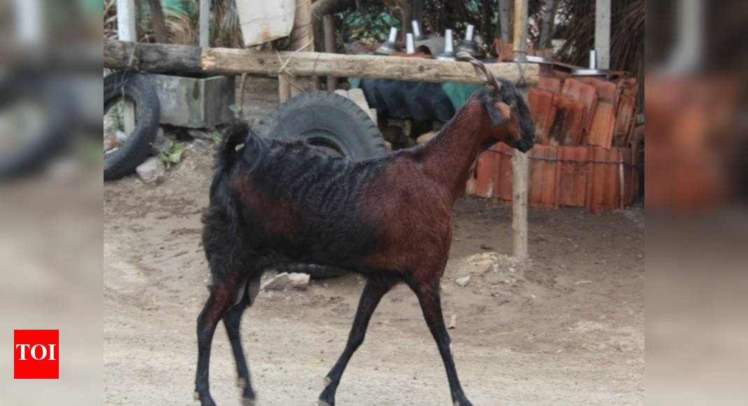 Gujarat goats go global with its milk | Vadodara News - Times of India