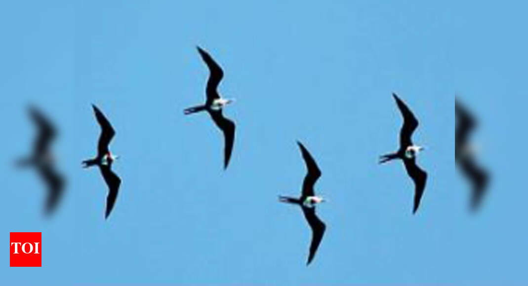 WB: Birders’ first east coast date with Bay of Bengal winged wonders ...