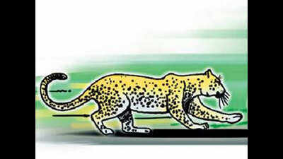 Leopard Chases Man: Maharashtra: Leopard chases man, son on bike | Pune ...
