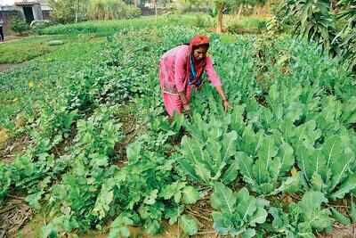 This Greater Noida village is taking to organic farming, one plot at a ...