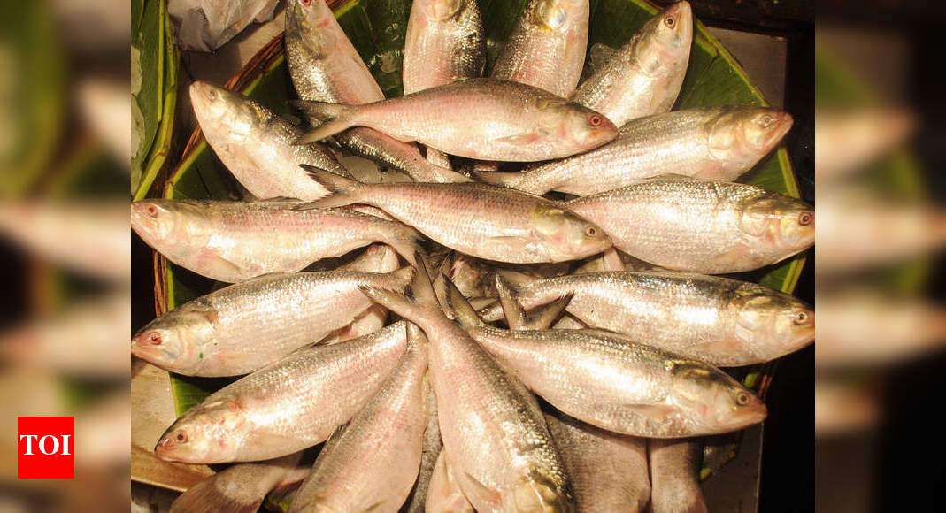 Bihar likely to get fish-surplus tag soon | Patna News - Times of India
