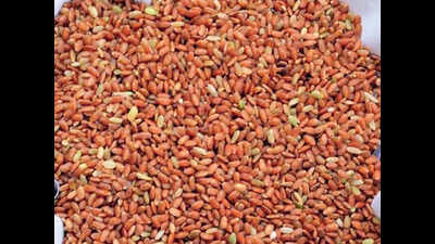 On the verge of extinction, Himachal Pradesh’s traditional red rice ...