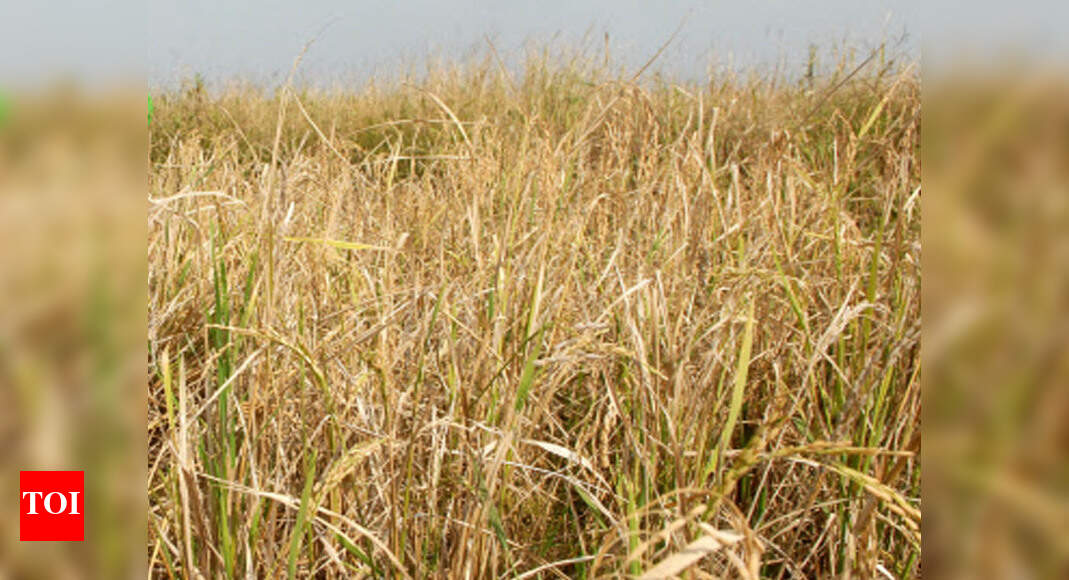 Wheat, paddy procurement sees big jump in Uttar Pradesh | Lucknow News ...