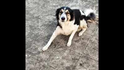 Navi Mumbai: Ghansoli animal lover complains to NMMC over missing dog ...