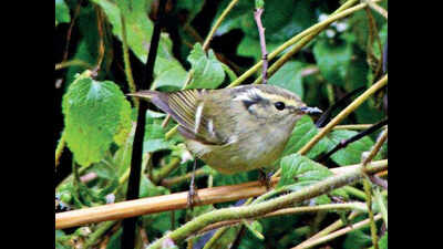 Himalayan Bird: Himalayan bird sighted for the first time in Gujarat ...