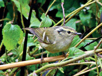 Himalayan Bird: Himalayan bird sighted for the first time in Gujarat ...