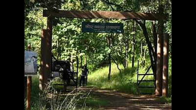 Forest staff, guides to boycott tourism in Bor from today | Nagpur News ...