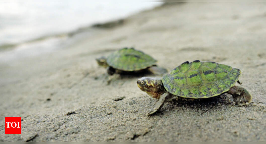 104 turtles released into Ganga | Meerut News - Times of India