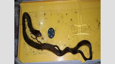 Mumbai: Rat snake stuck to a glue trap rescued | Mumbai News - Times of ...