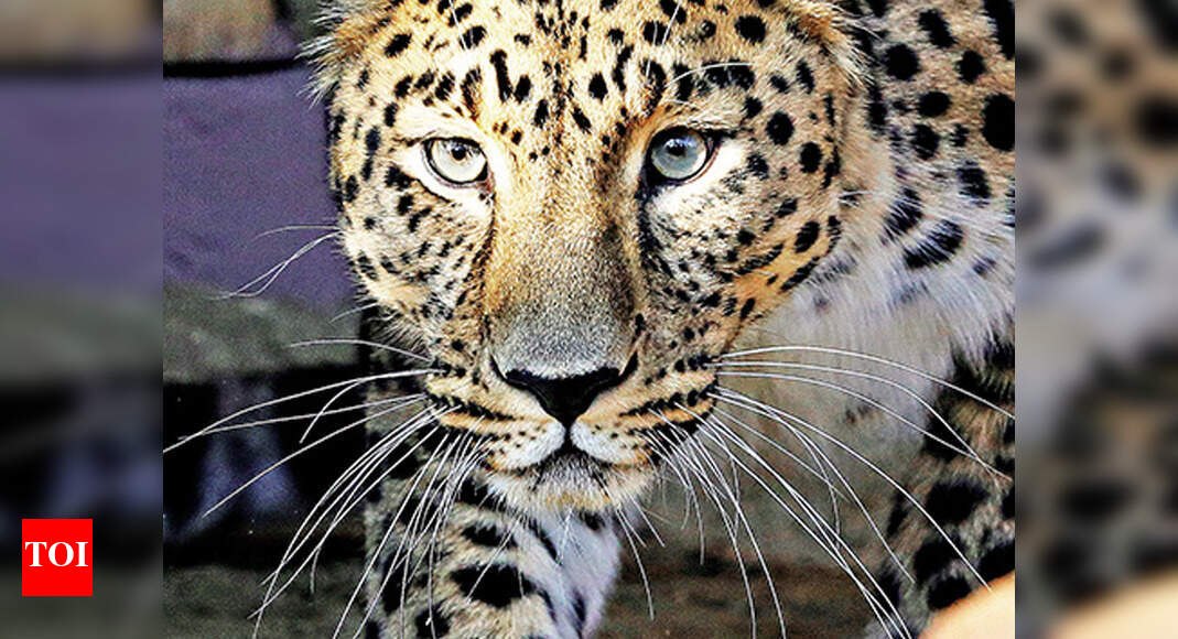 ‘Tiger State’ Madhya Pradesh now a ‘leopard state’ | Bhopal News ...
