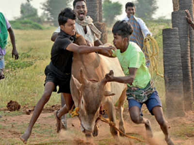 Madurai: Bull tamers gear up for new jallikattu season | Madurai News ...