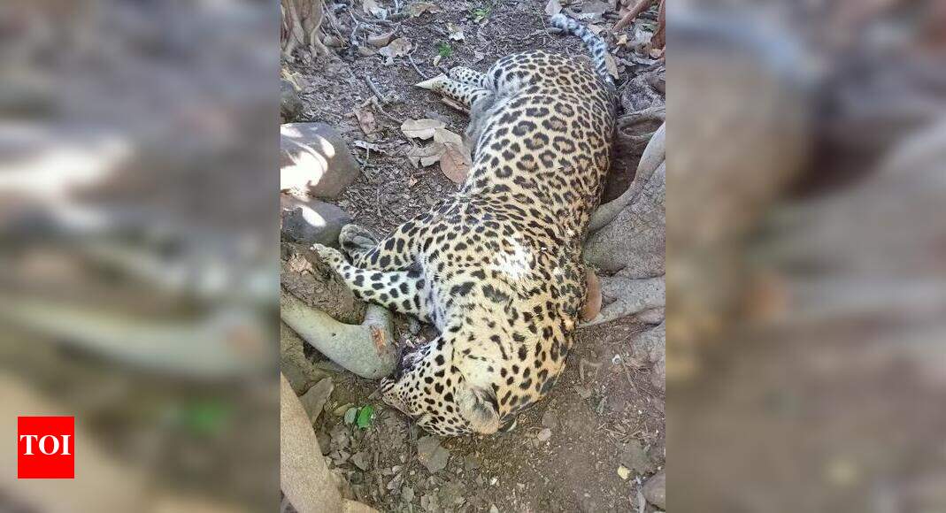 Leopard poached near Mahendri | Nagpur News - Times of India