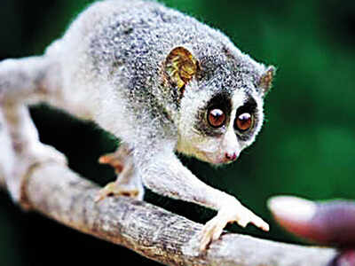 Maharashtra: Wildlife activists have a rare sighting of slender loris ...