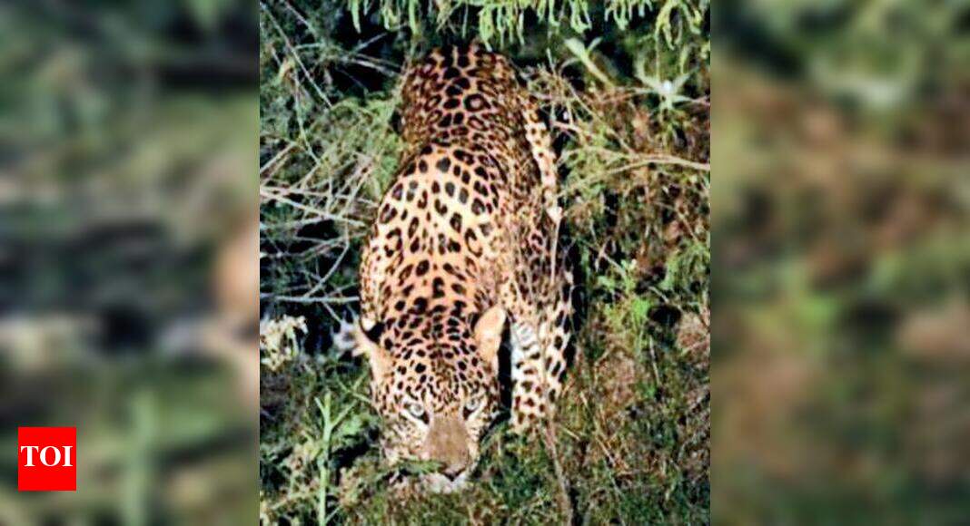 Which leopard is man-eater? | Vadodara News - Times of India