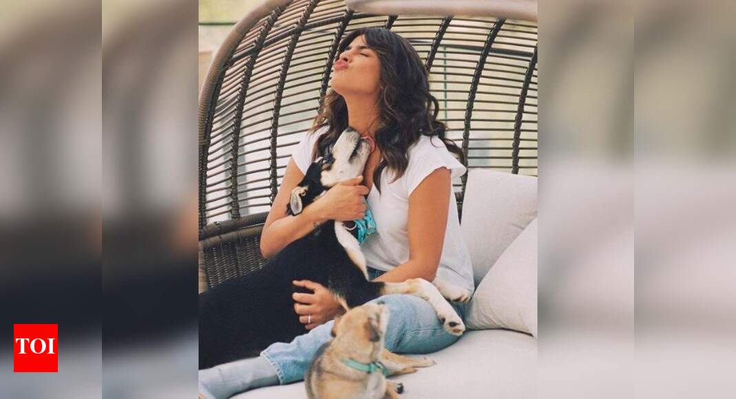 Priyanka Chopra misses her pet 'Panda', shares adorable photo | Hindi ...