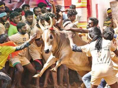 Tamil Nadu govt permits jallikattu in 2021 | Chennai News - Times of India