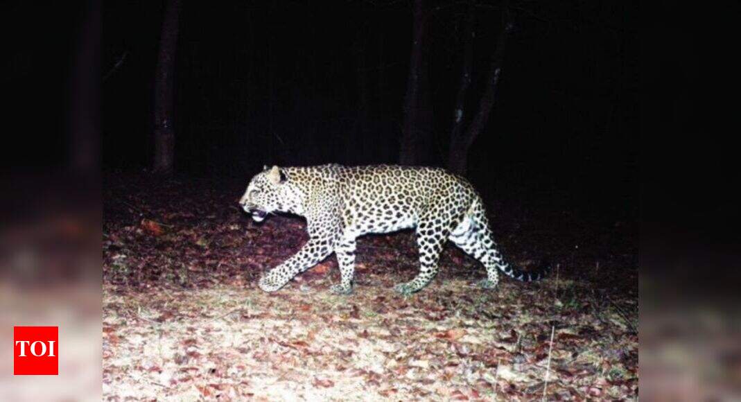 From 71 in 2014, Goa’s leopard population up to 86 in 2018 census | Goa ...