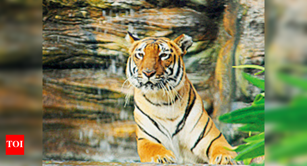 In a first for Uttarakhand, tigress shifted from Corbett to Rajaji ...