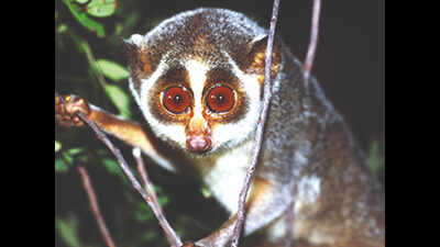 Tamil Nadu: NGO strives to protect slender loris habitat near Ayyalur ...