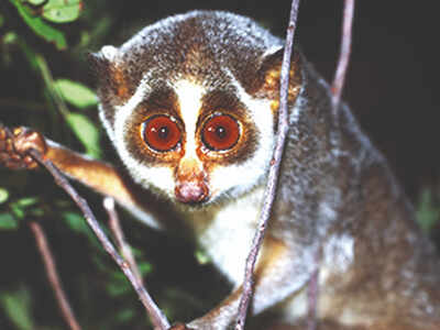 Tamil Nadu: NGO strives to protect slender loris habitat near Ayyalur ...