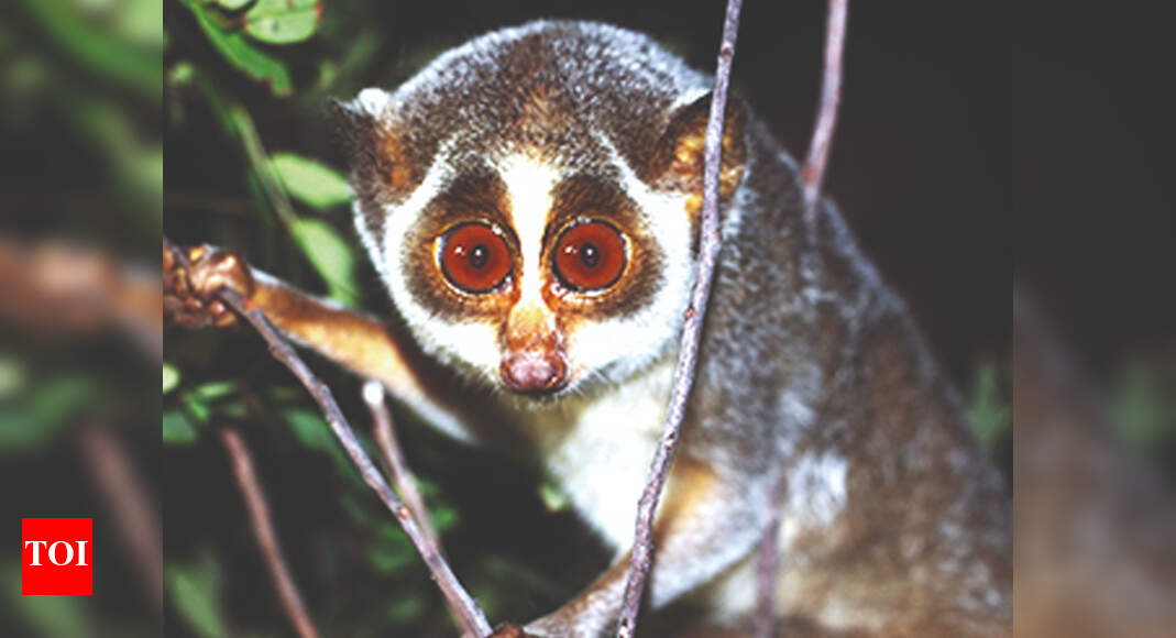 Tamil Nadu: NGO strives to protect slender loris habitat near Ayyalur ...