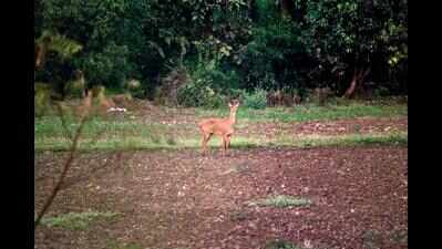 Female blue bull, calf make farm in Bardoli their home | Surat News ...