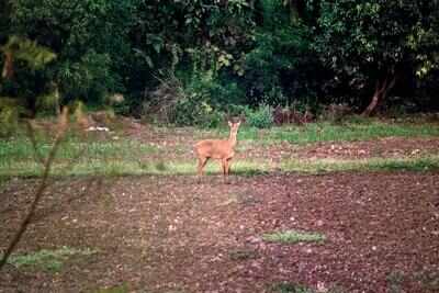 Female blue bull, calf make farm in Bardoli their home | Surat News ...