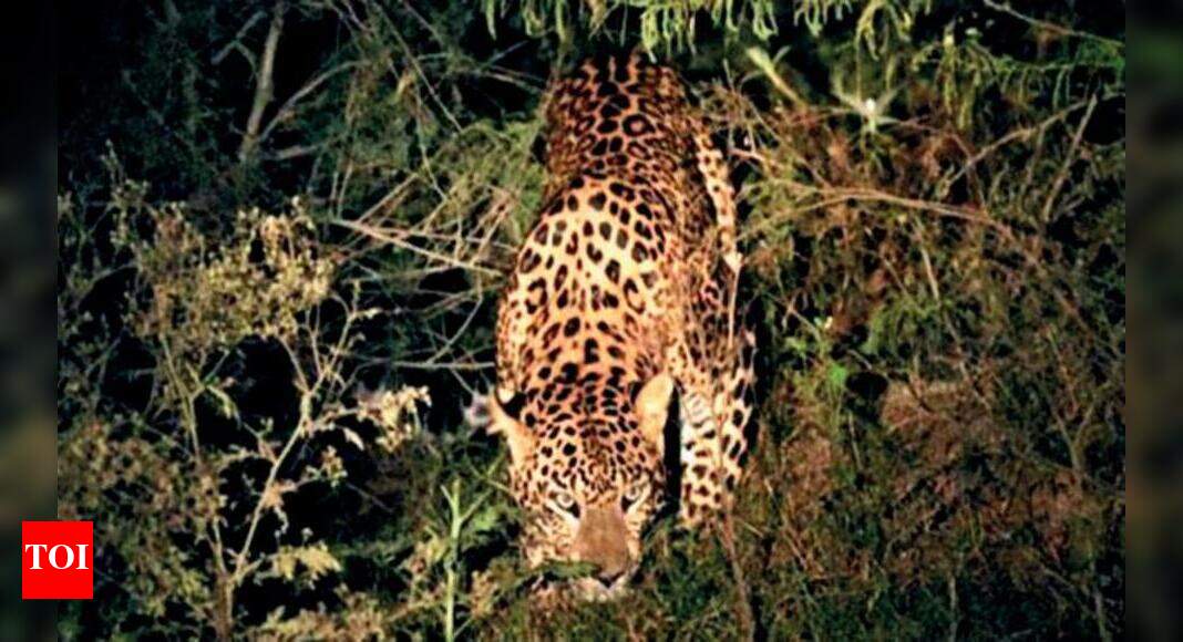 Leopard ‘sighting’ keep forest officials on toes | Vadodara News ...
