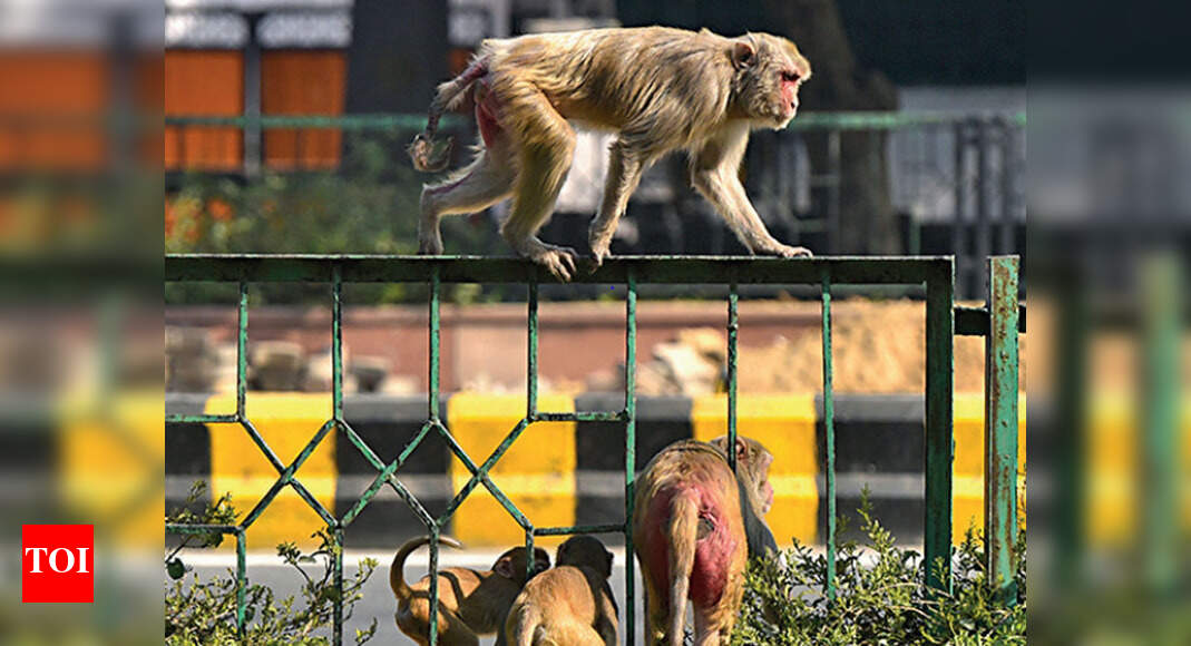 Monkey business: Delhi govt, corporation pass the buck | Delhi News ...