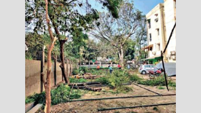 Residents claim 14 trees felled illegally in Rohini | Delhi News ...