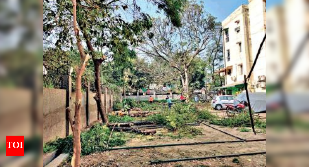 Residents claim 14 trees felled illegally in Rohini | Delhi News ...