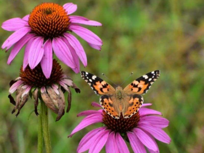 Pollinator Park opens in Haldwani | Dehradun News - Times of India