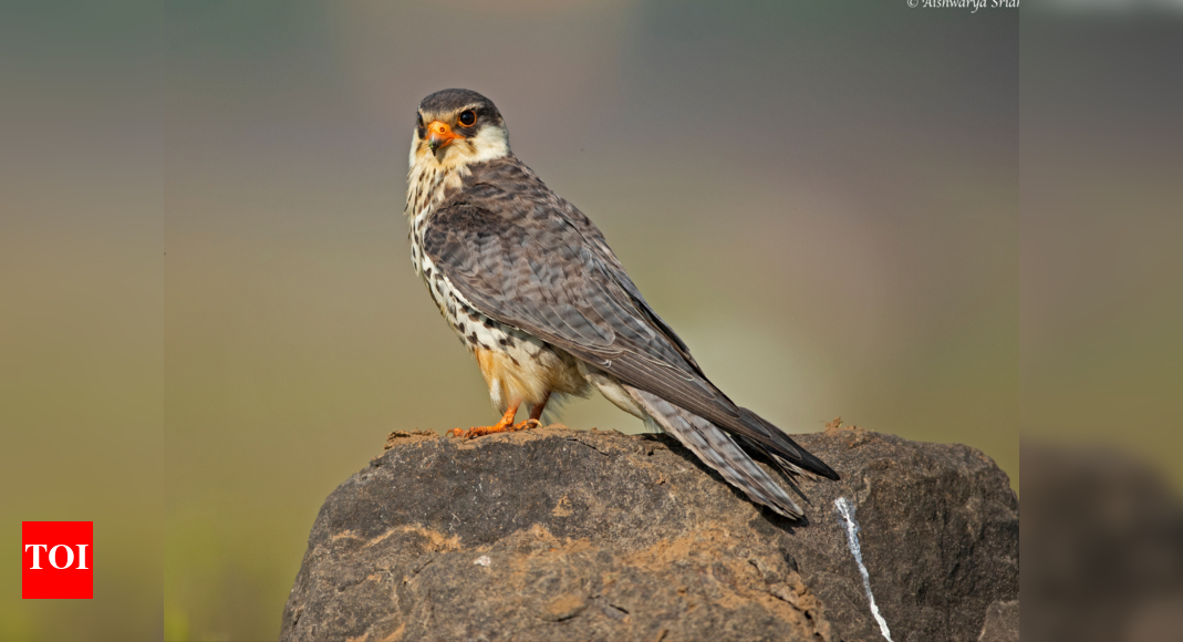 Amur falcons spotted near Navi Mumbai | Navi Mumbai News - Times of India