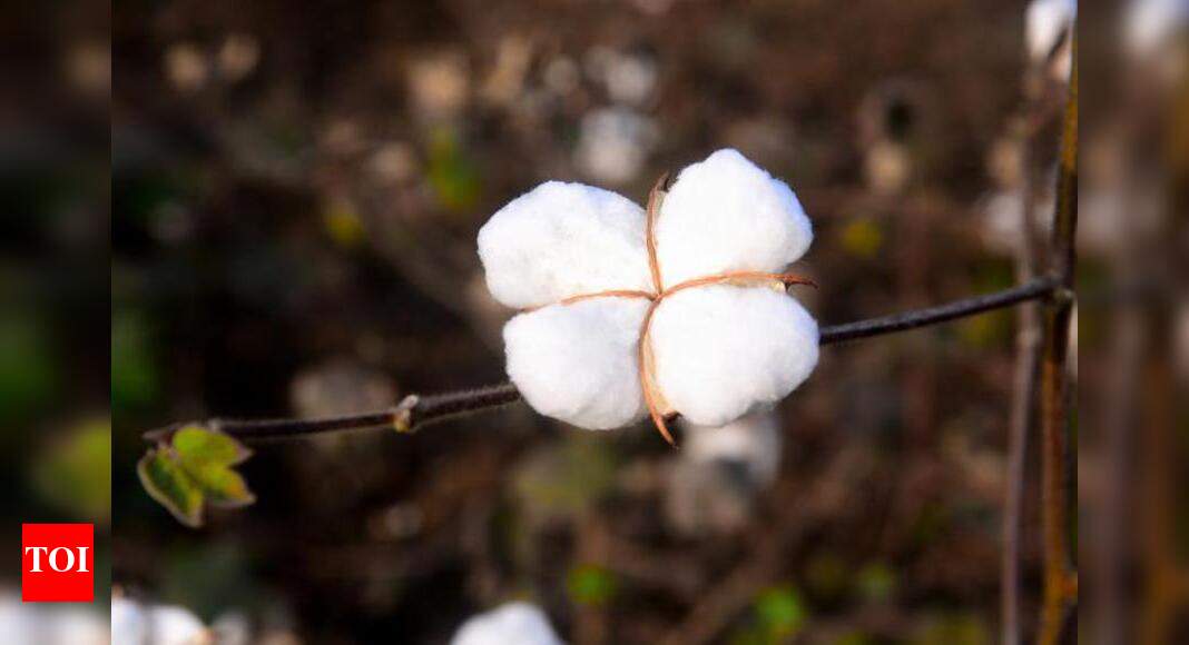 Govt’s cotton purchase saving grace for farmers | Nagpur News - Times ...
