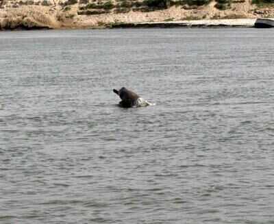 9 Gangetic dolphins sighted at 7 spots in Budaun’s Ganga stretch ...