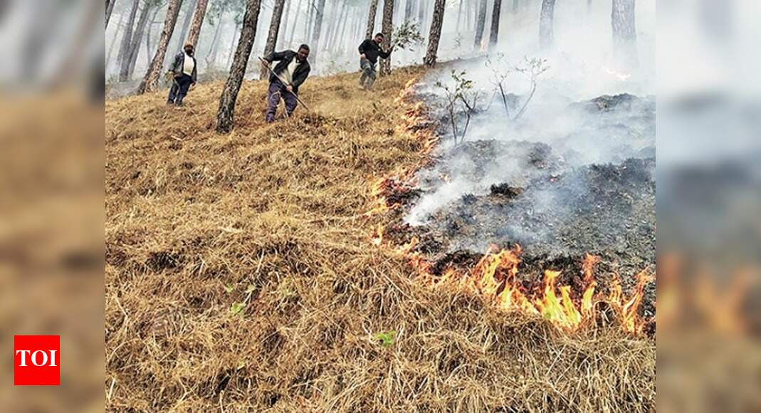 Winter wildfires in Uttarakhand gut 5,000 trees | Dehradun News - Times ...