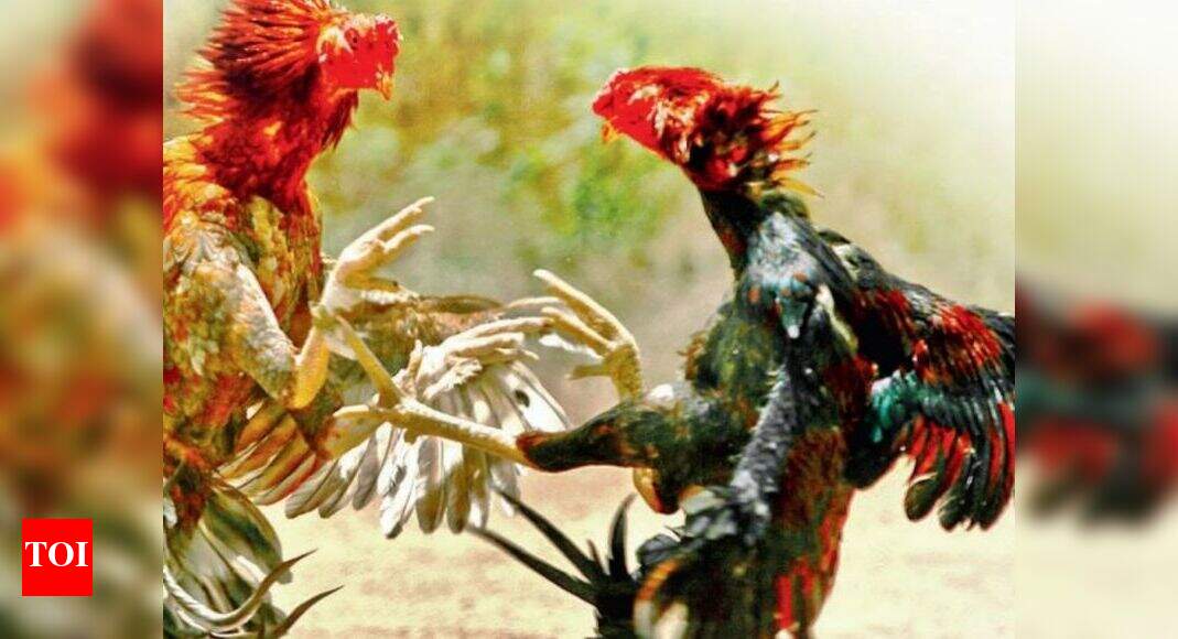 Andhra Pradesh: Pandemic serves as deterrent to cockfighting this ...