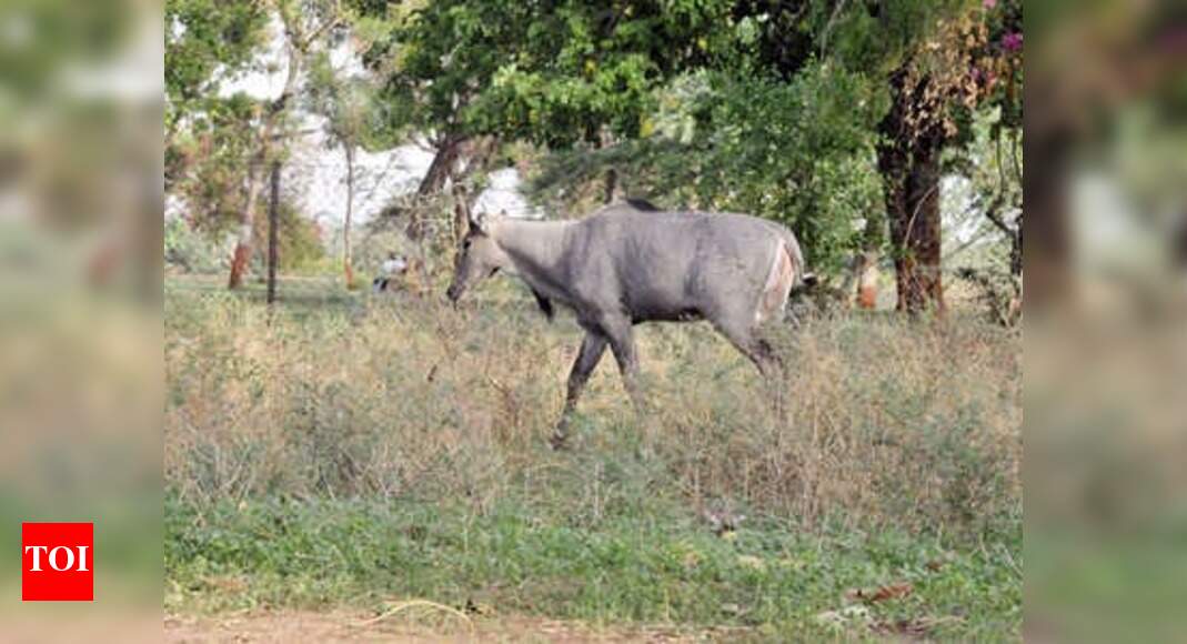 Delhi: Nilgai rescued by forest officials after month | Delhi News ...