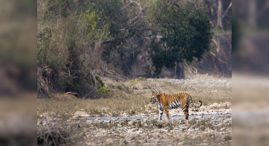 Discovering top wildlife sanctuaries in Rajasthan | Times of India Travel