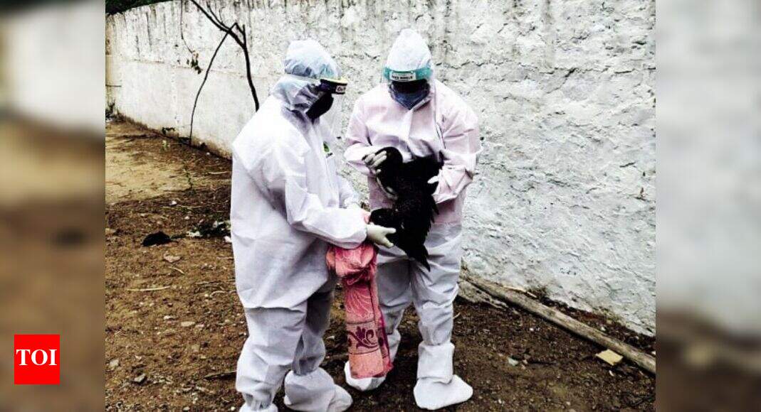 Bird Flu in India Live Updates: Over 4.3k birds die due to flu in 19 ...